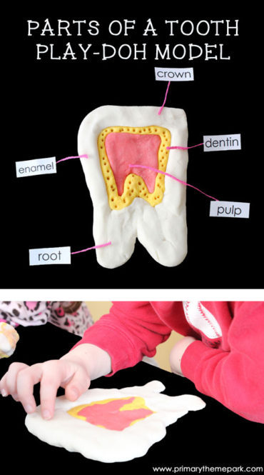 Parts of a Tooth Play Doh Model - Primary Theme Park