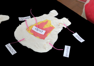 Parts of a Tooth Play-doh Model - Primary Theme Park