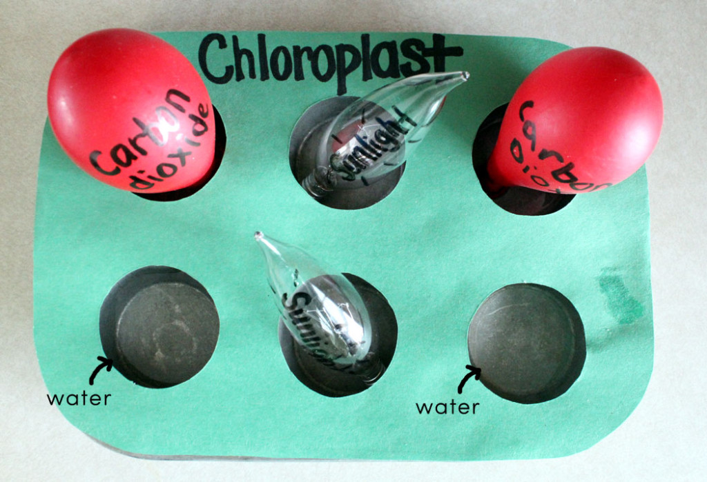 Photosynthesis for Kids - Primary Theme Park