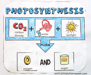 Photosynthesis for Kids - Primary Theme Park