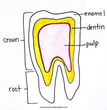 Parts of a Tooth Diagram - Primary Theme Park