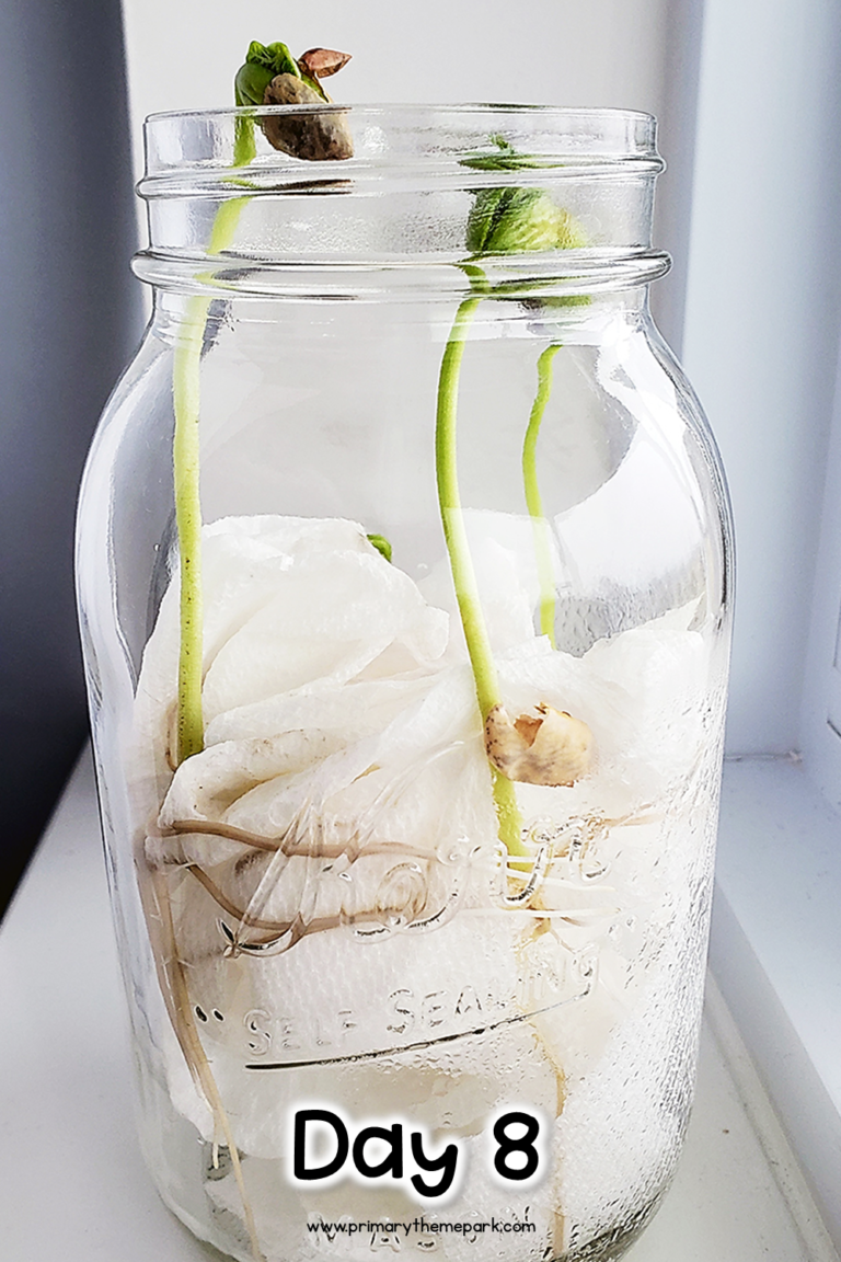 Growing Beans in the Classroom - Primary Theme Park