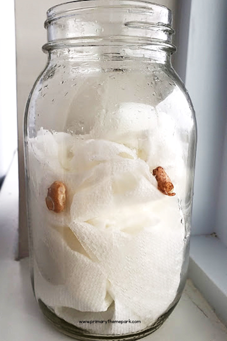 Growing Beans in the Classroom - Primary Theme Park