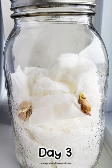 Growing Beans in the Classroom - Primary Theme Park