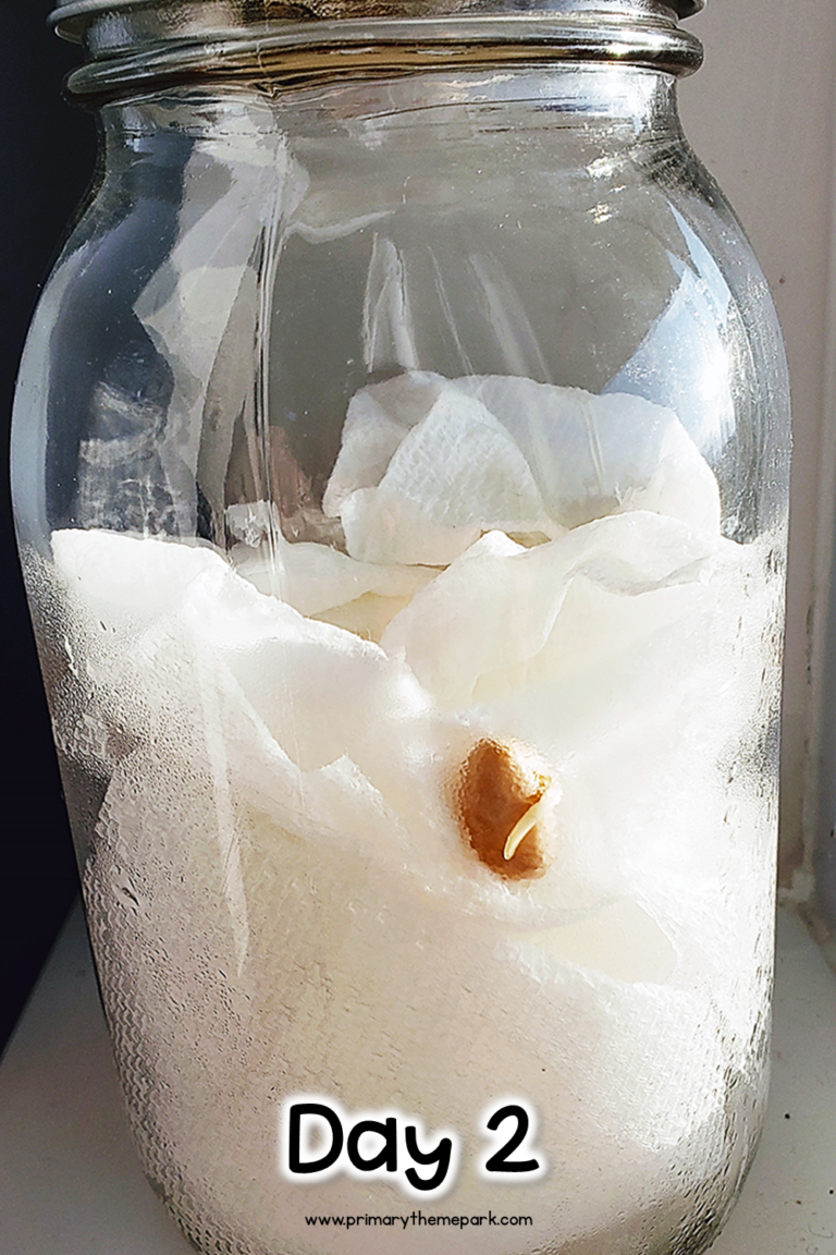 Growing Beans in the Classroom - Primary Theme Park