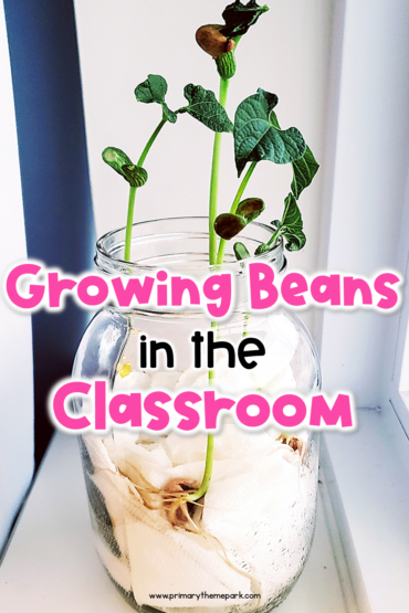 Growing Beans in the Classroom - Primary Theme Park