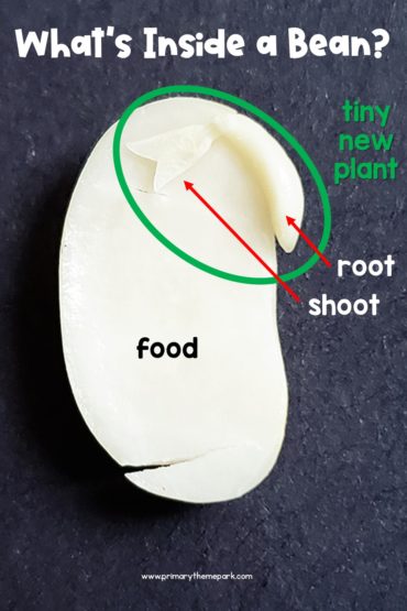 Growing Beans in the Classroom - Primary Theme Park