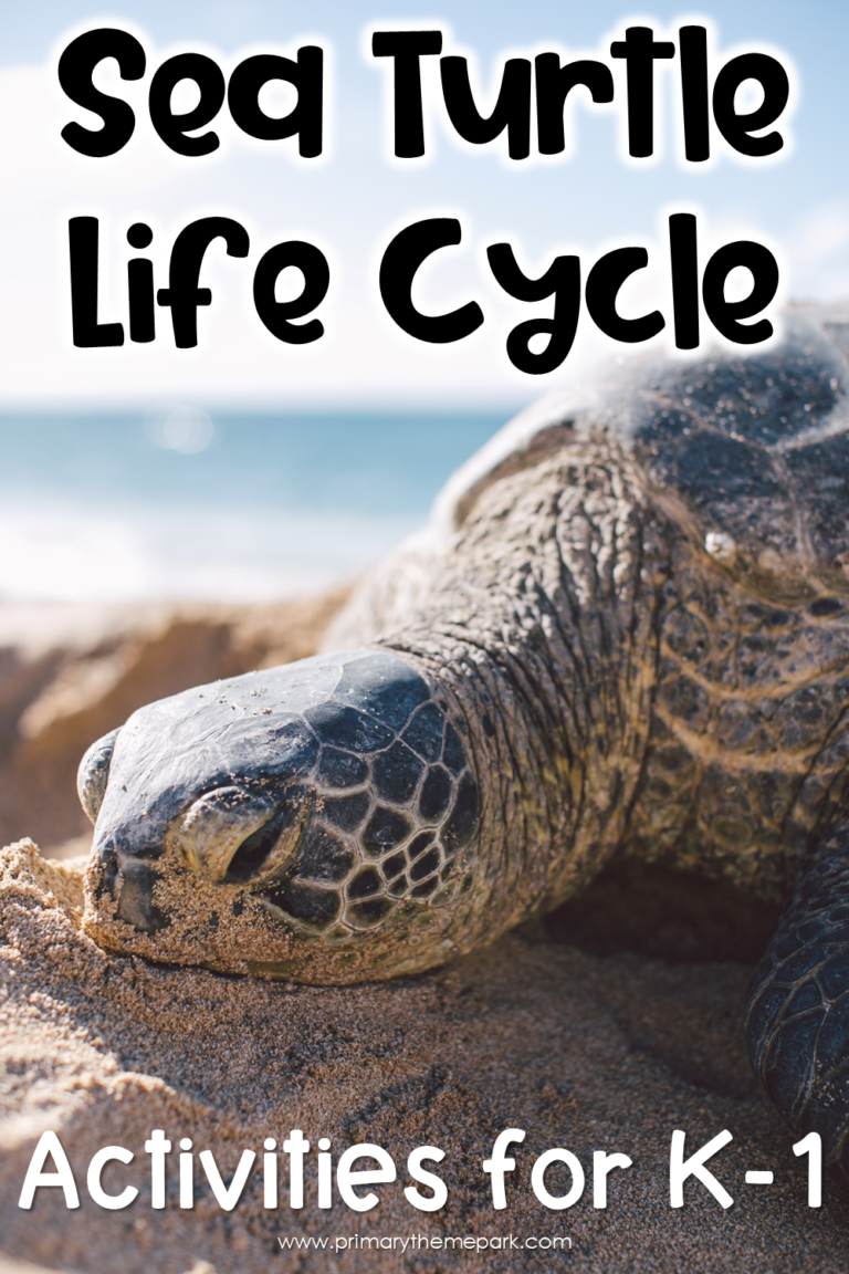 Sea Turtle Life Cycle Activities - Primary Theme Park